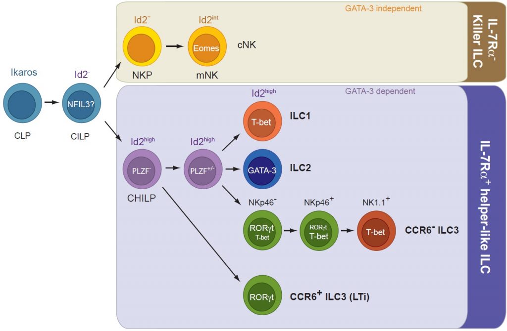 Diefenbach Lab - Institute of Microbiology, Infectious Diseases and ...